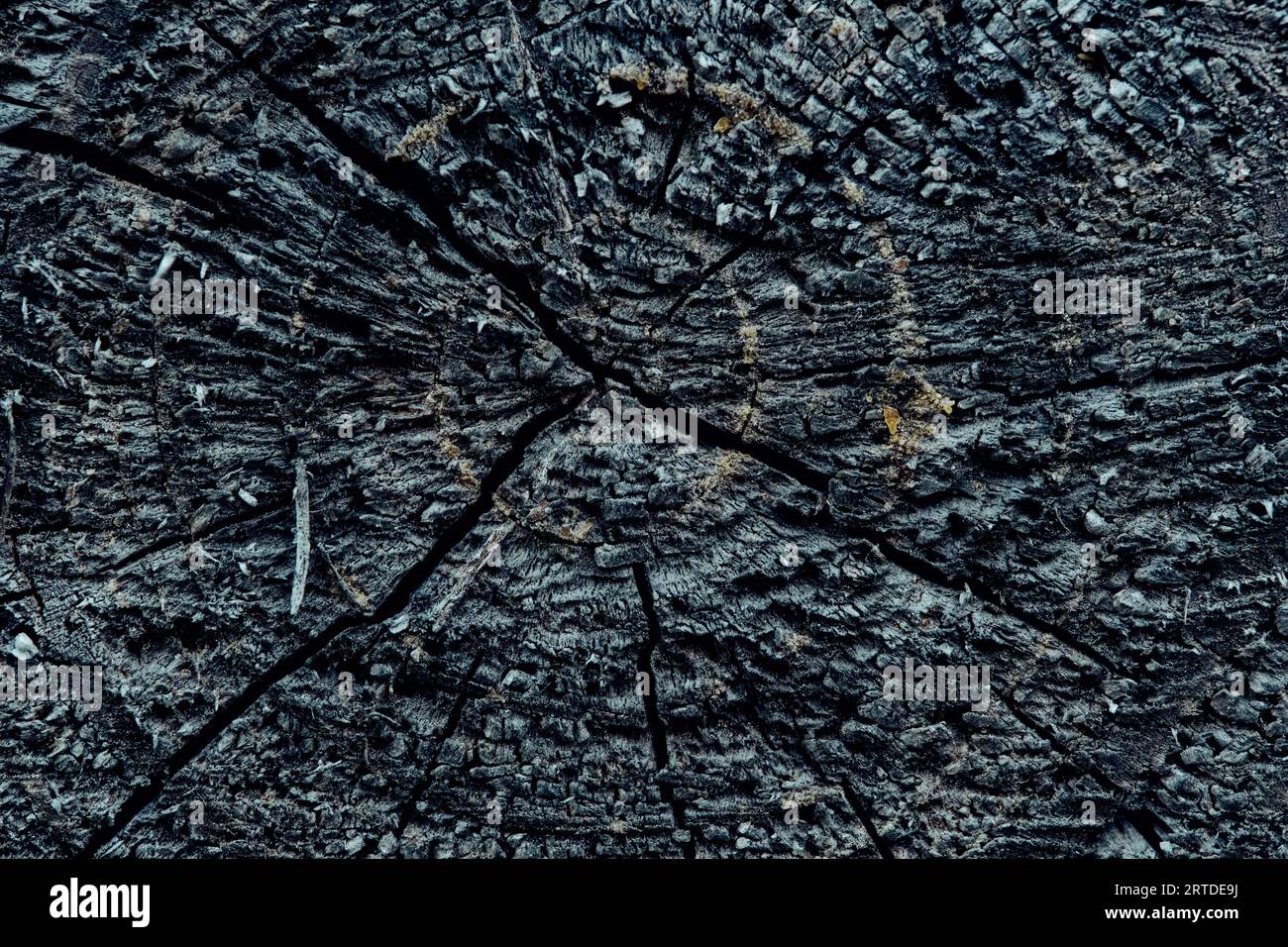 Texture old dried up tree, macro photo Stock Photo - Alamy