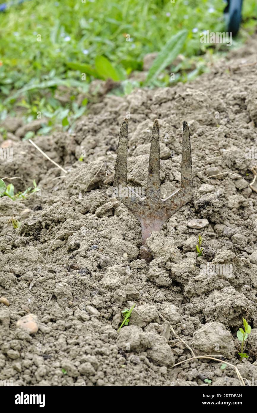 Garden hand fork sticking up out of soil on British allotment Stock ...