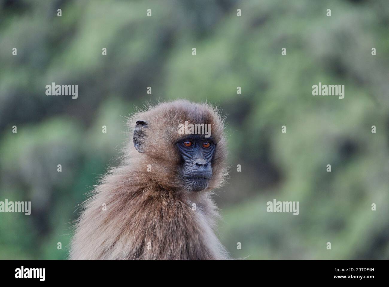 Gelada, Heropithecus Gelada, bleeding heart monkeys or also Gelada ...