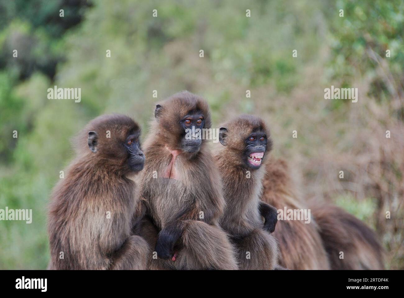 Gelada, Heropithecus Gelada, bleeding heart monkeys or also Gelada ...