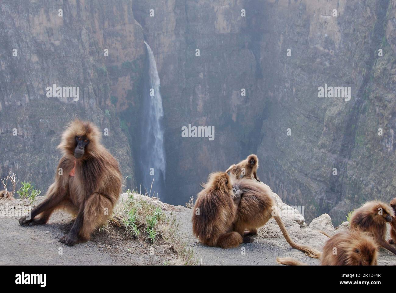 Gelada, Heropithecus Gelada, bleeding heart monkeys or also Gelada ...