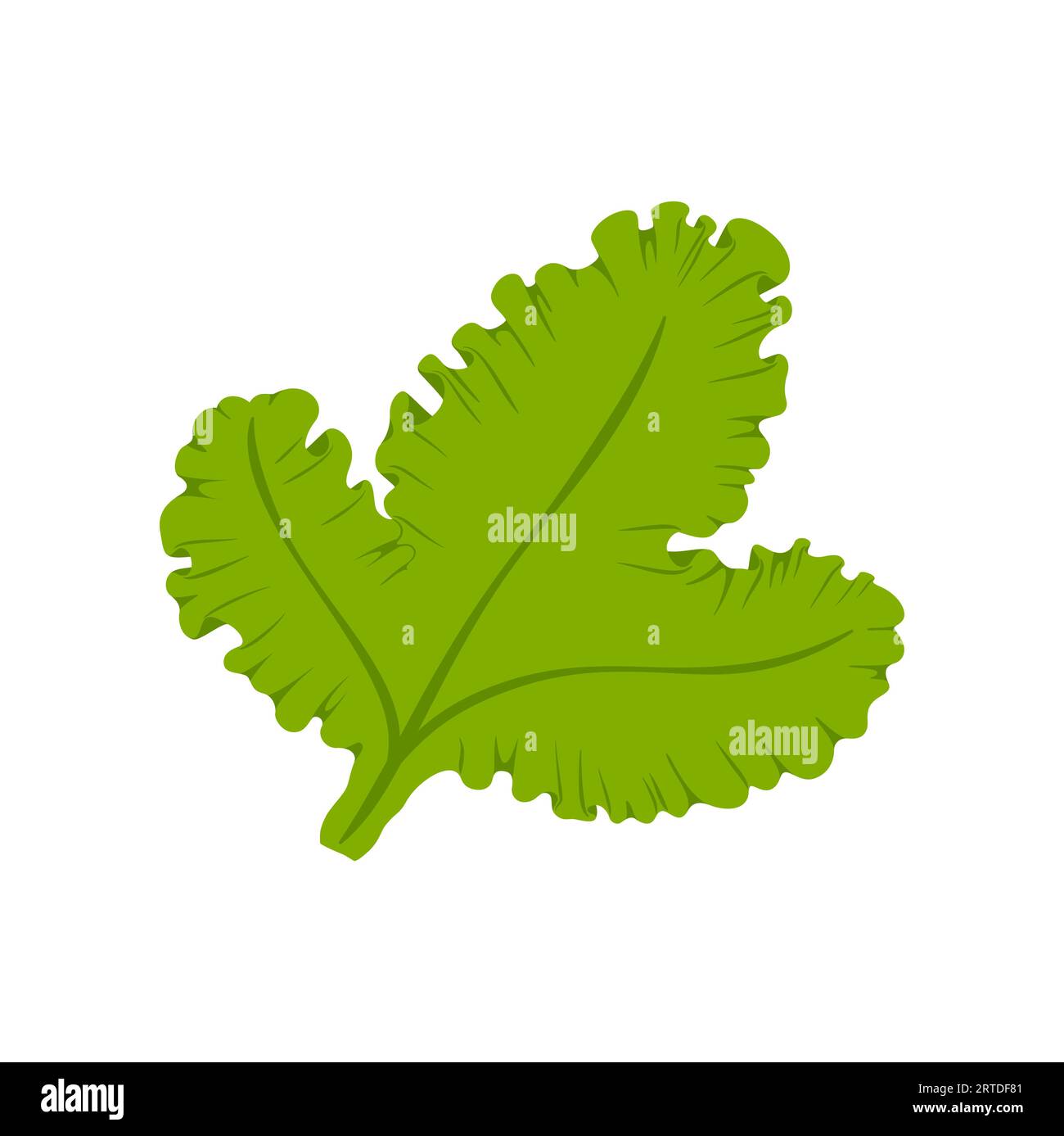 Green leaf seaweed isolated cartoon algae icon. Vector colorful ...
