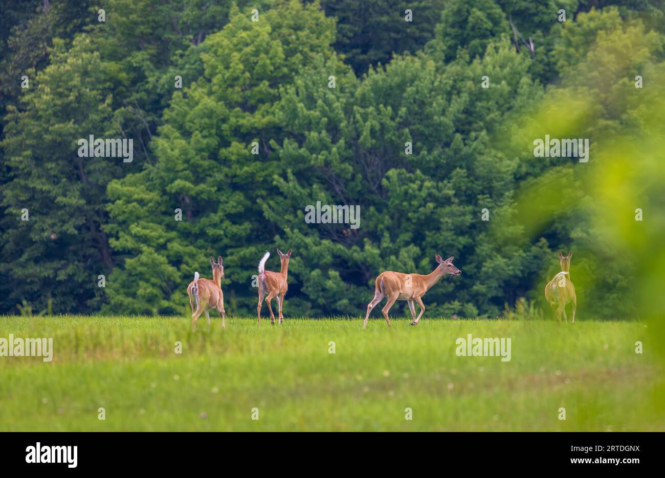 White-tailed deer escaping to the safety of the nearby forest Stock ...