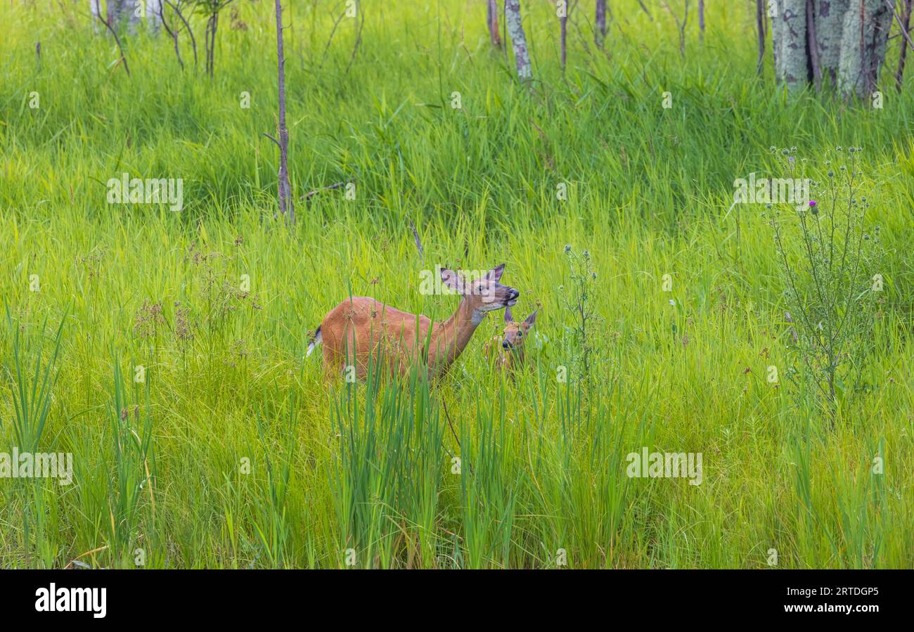 Doe performing flehmen hi-res stock photography and images - Alamy