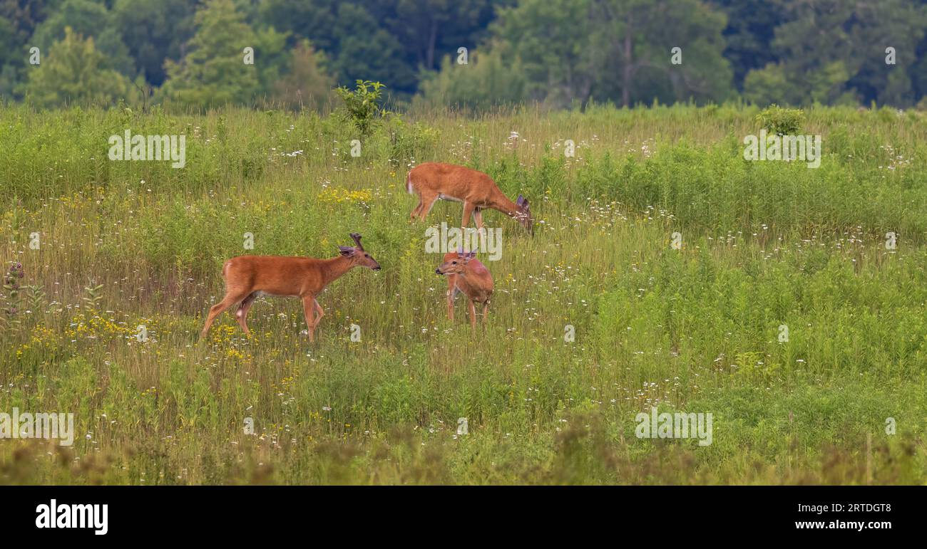White-tailed buck approaching a doe with his ears pinned back Stock ...