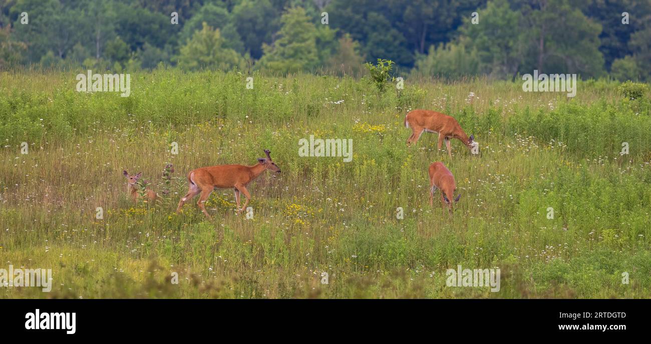 White-tailed buck approaches a doe with his ears pinned back Stock ...