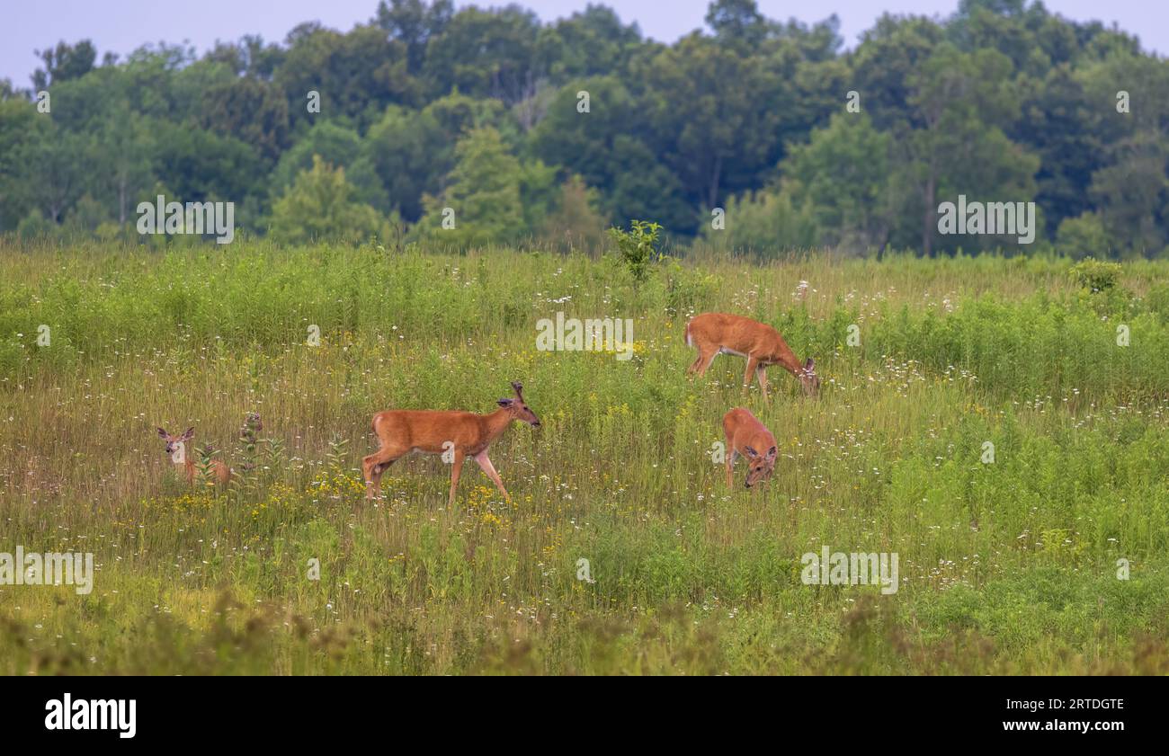 White-tailed buck approaching a doe with his ears pinned back Stock ...