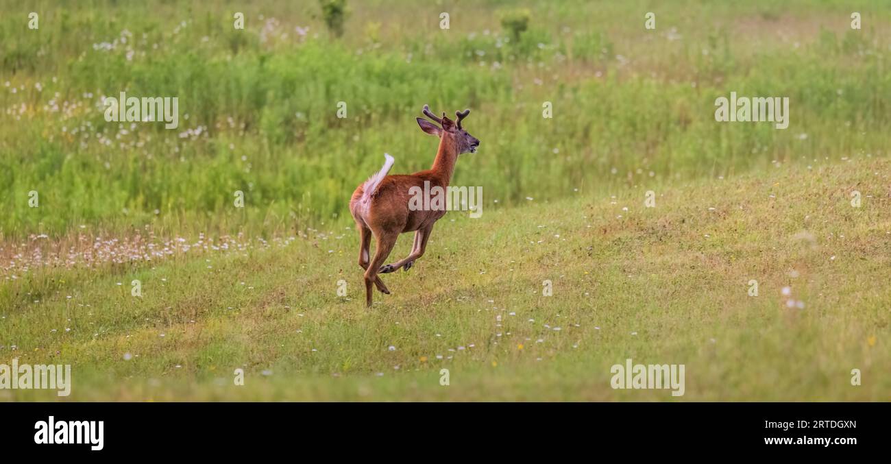 White-tailed buck running for safety in northern Wisconsin Stock Photo ...