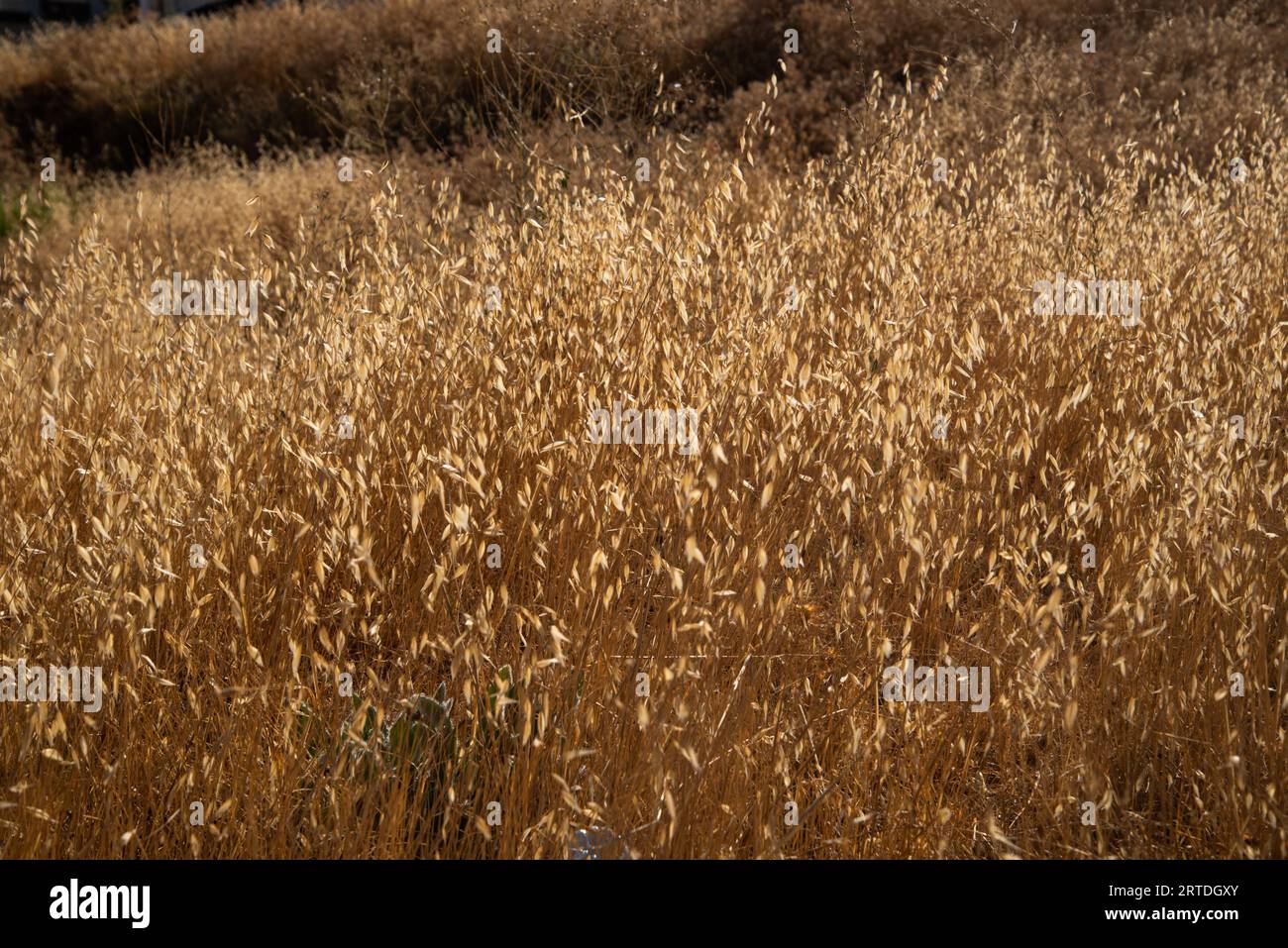 summer wheat meadow Stock Photo - Alamy