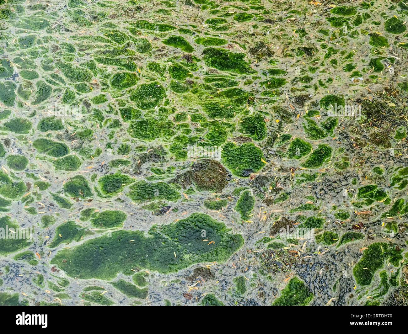 Background Texture Pattern Of Algea Forming Thick Layer On Water ...