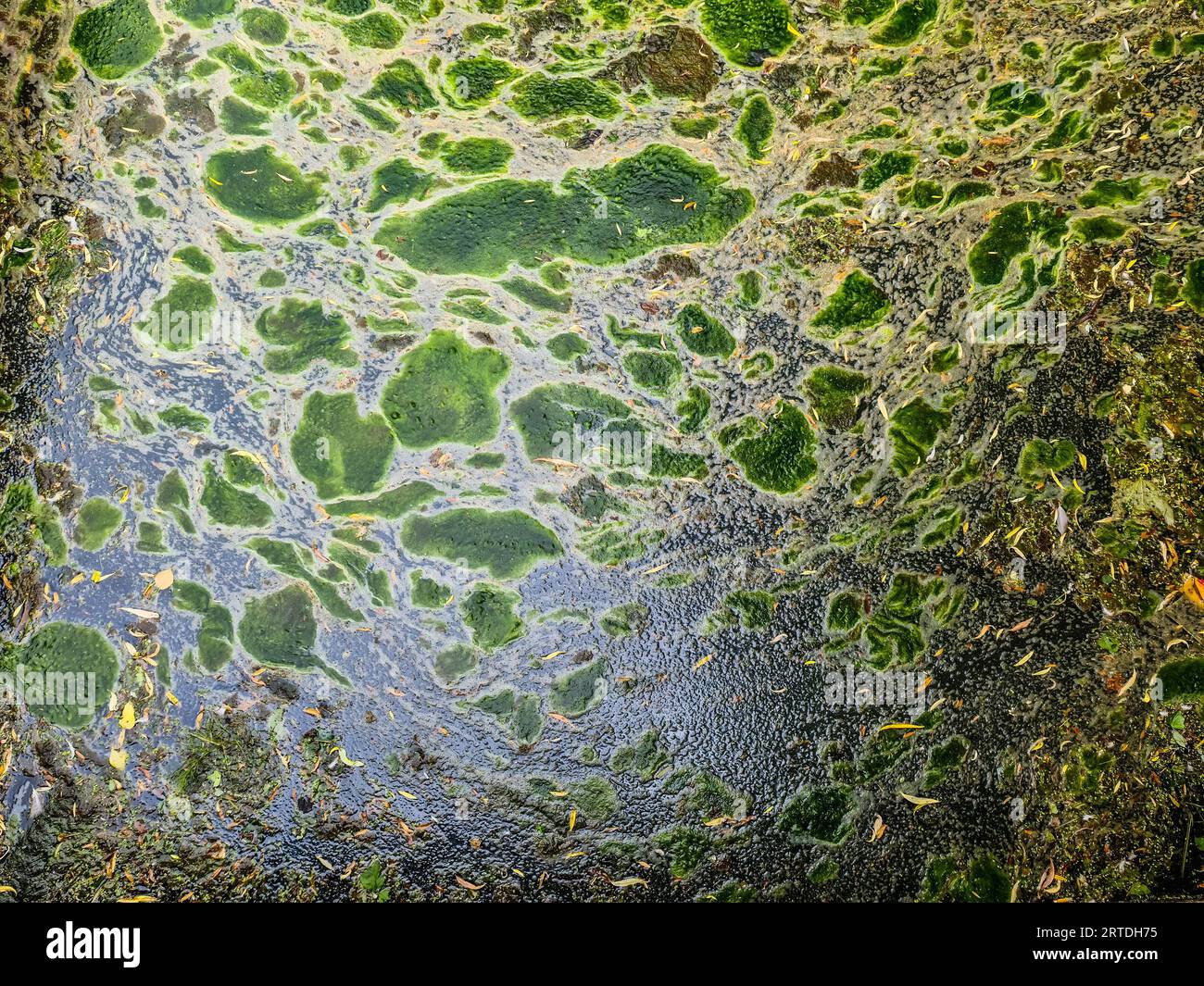 Background Texture Pattern Of Algea Forming Thick Layer On Water ...