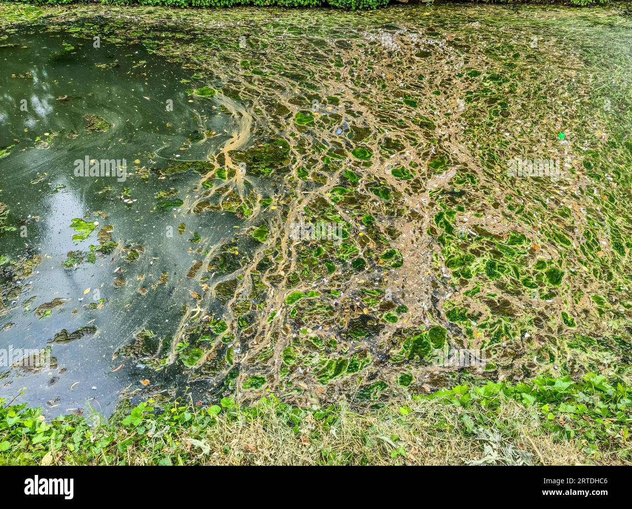 Background Texture Pattern Of Algea Forming Thick Layer On Water ...