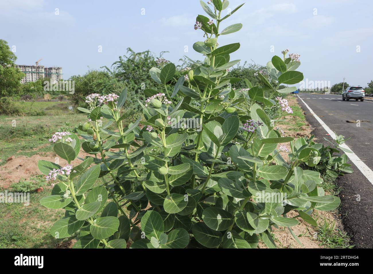 Indian milkweed hi-res stock photography and images - Alamy