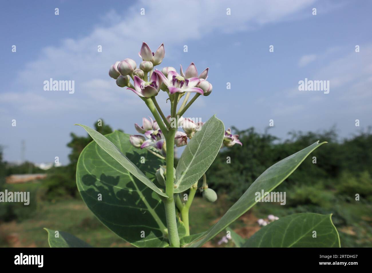 Giant calotropis Indian milkweed wildeflower also herabl or medicinal ...