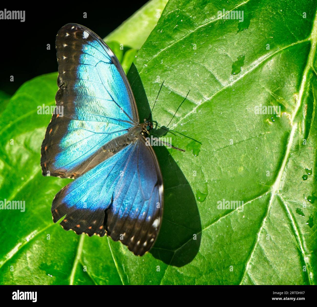 Blue morpho, Butterfly Calgary Zoo Alberta Stock Photo - Alamy