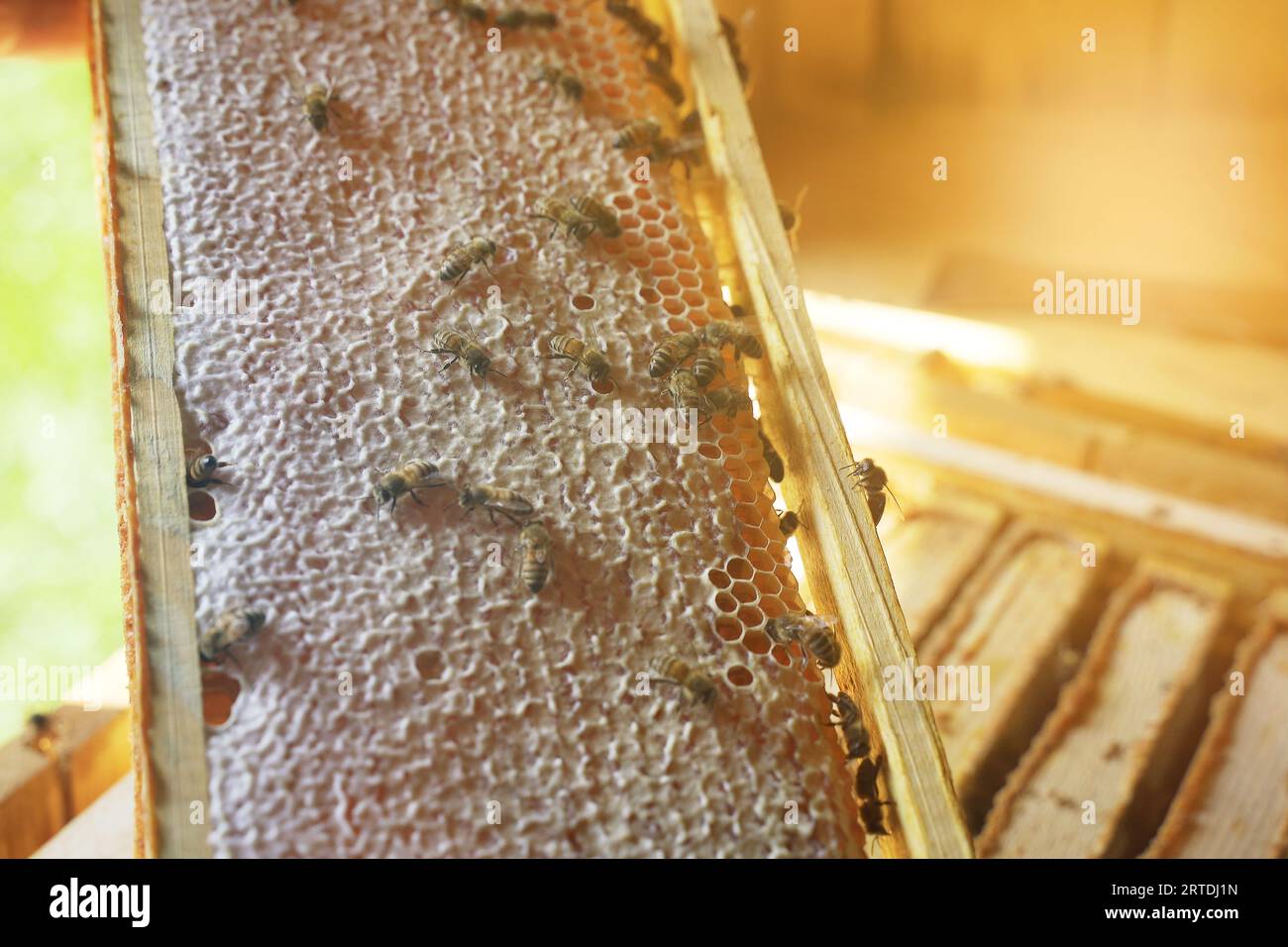 The beekeeper holds a nesting frame with honey and bees in his hands. Close-up. Agricultural ...