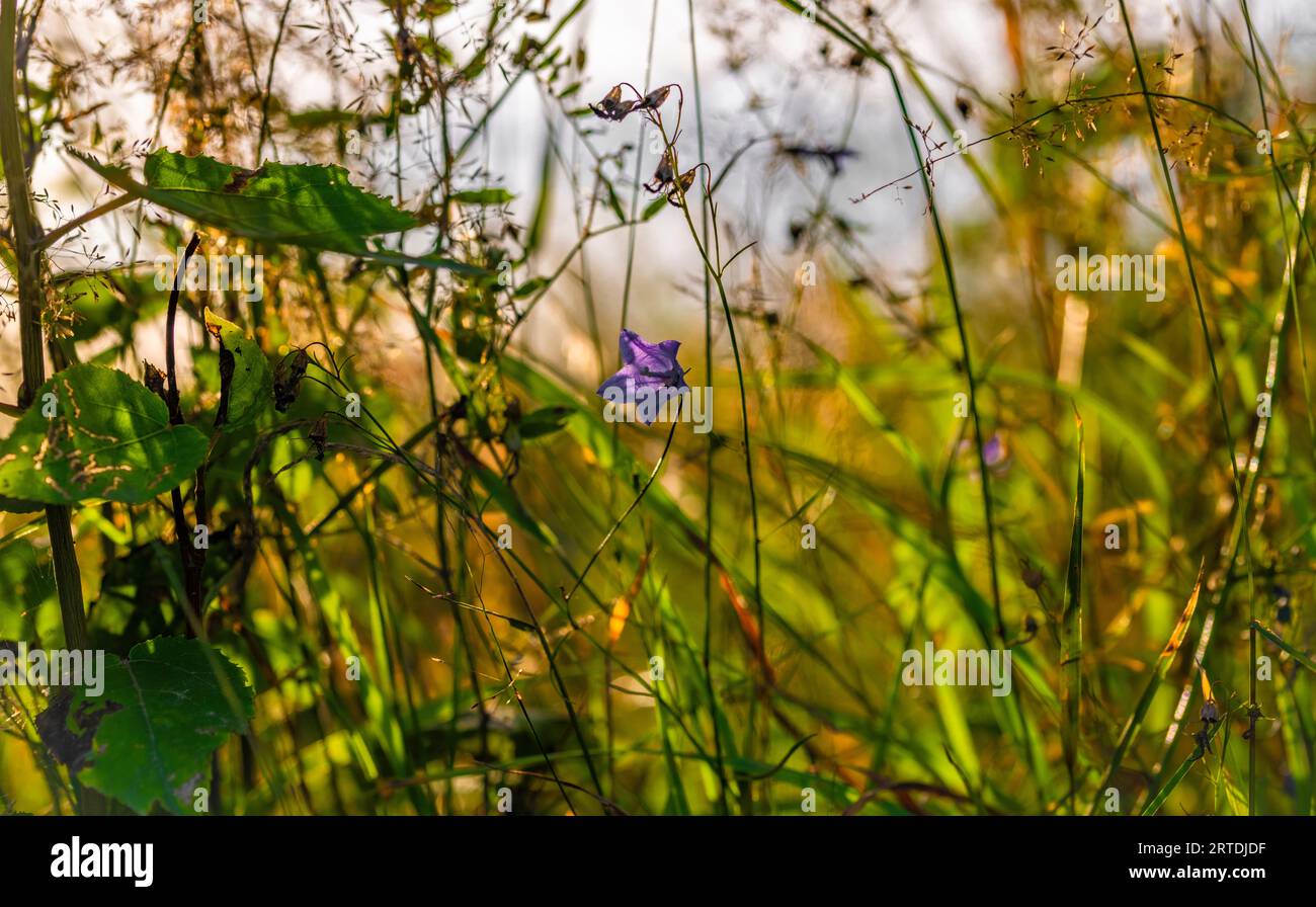 Summer color field after harvest of grain with flower in sunset hot ...