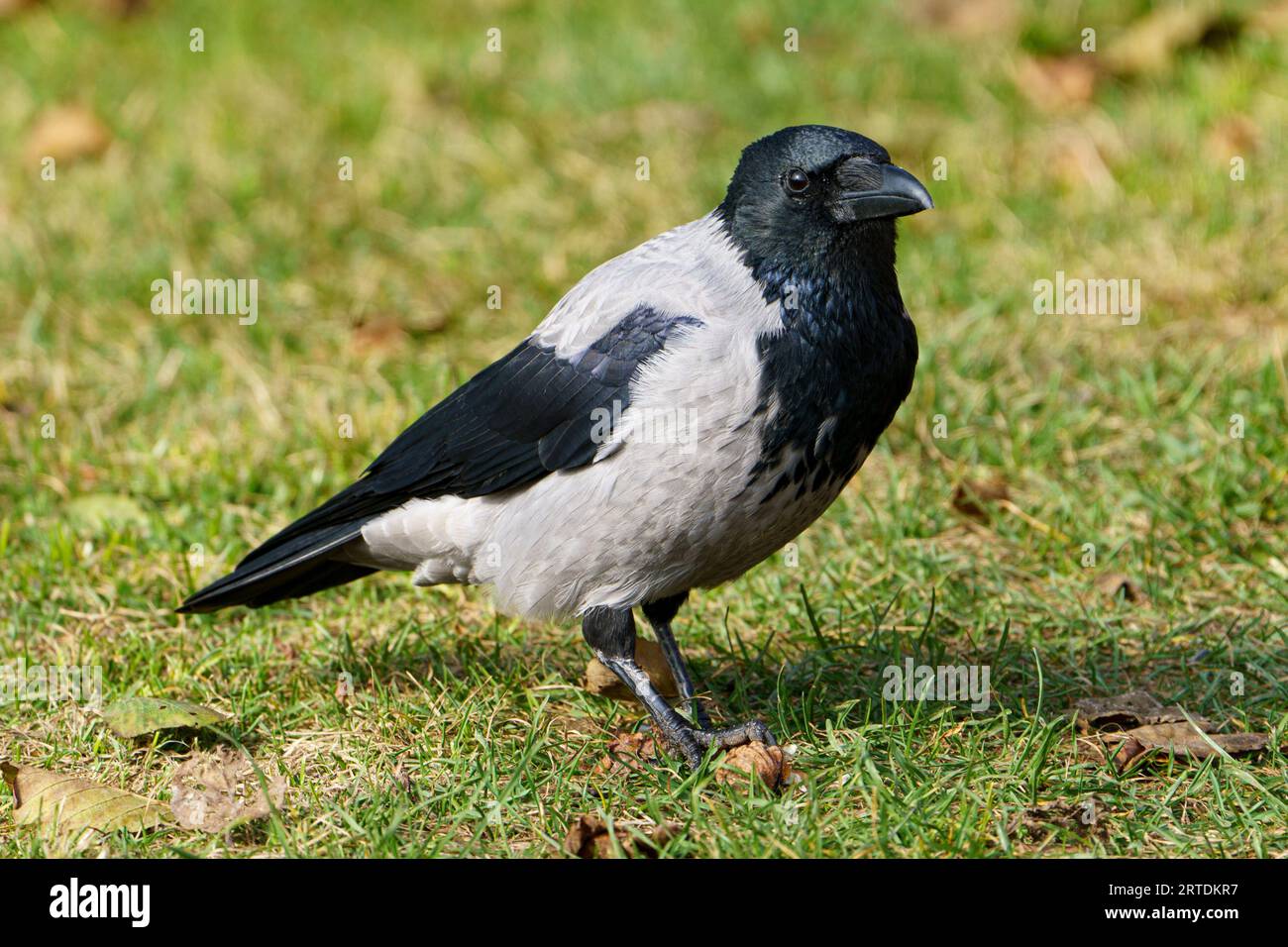 Corvus corone Family Corvidae Genus Corvus Carrion crow Hooded crow ...