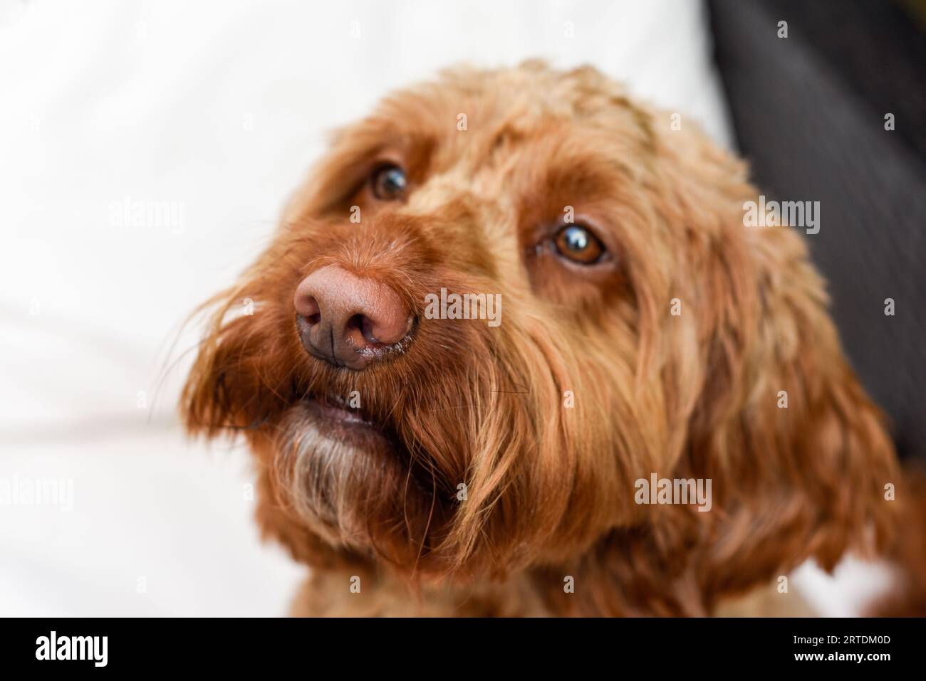 Cute dog looking at camera while sitting outside Stock Photo - Alamy