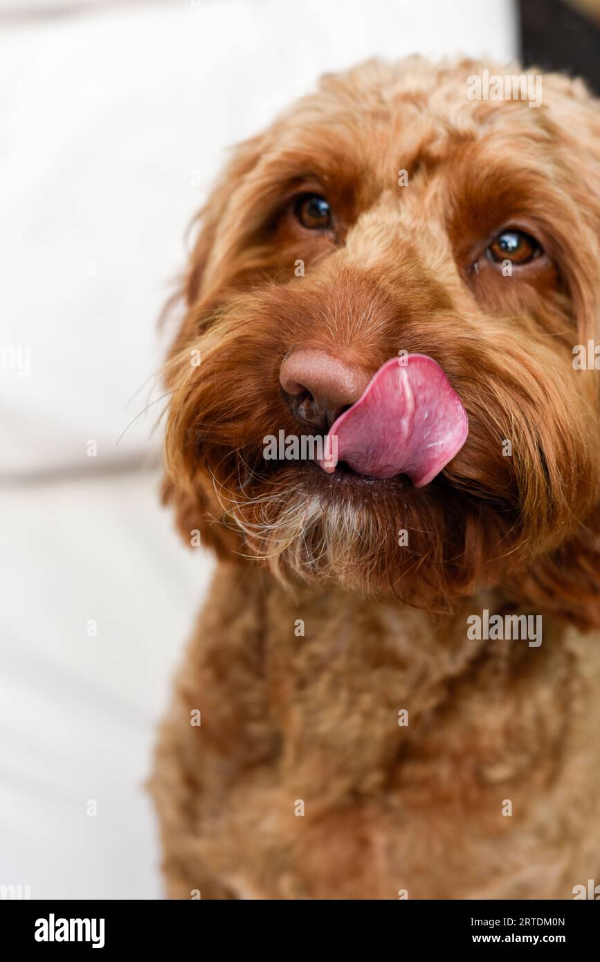 Cute dog looking at camera while sitting outside Stock Photo - Alamy