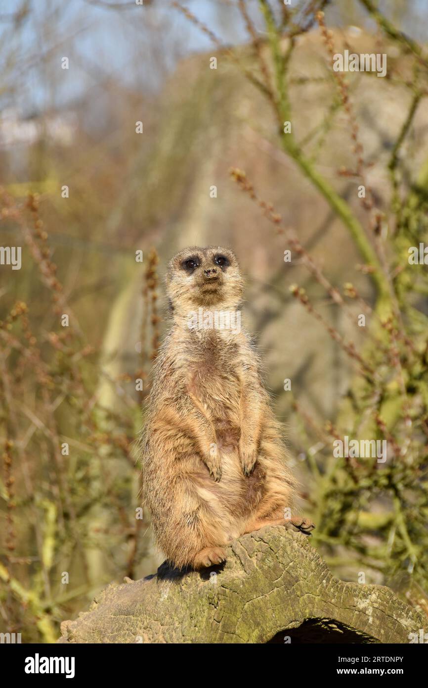 Sweet merkat suricate sitting and watching some predator Stock Photo ...