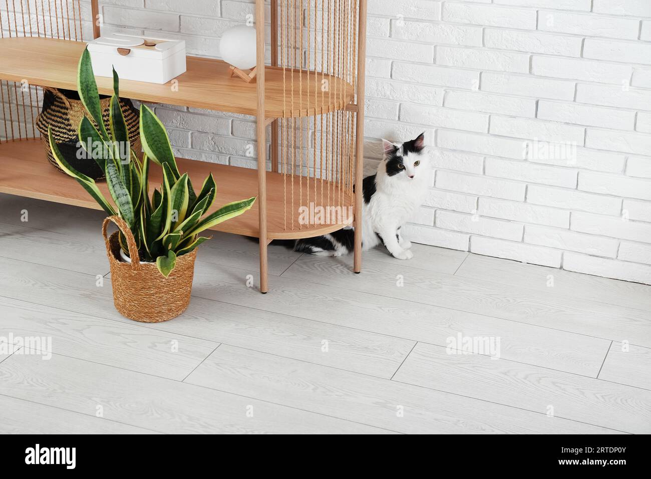 Interior of light living room with cute cat Stock Photo - Alamy
