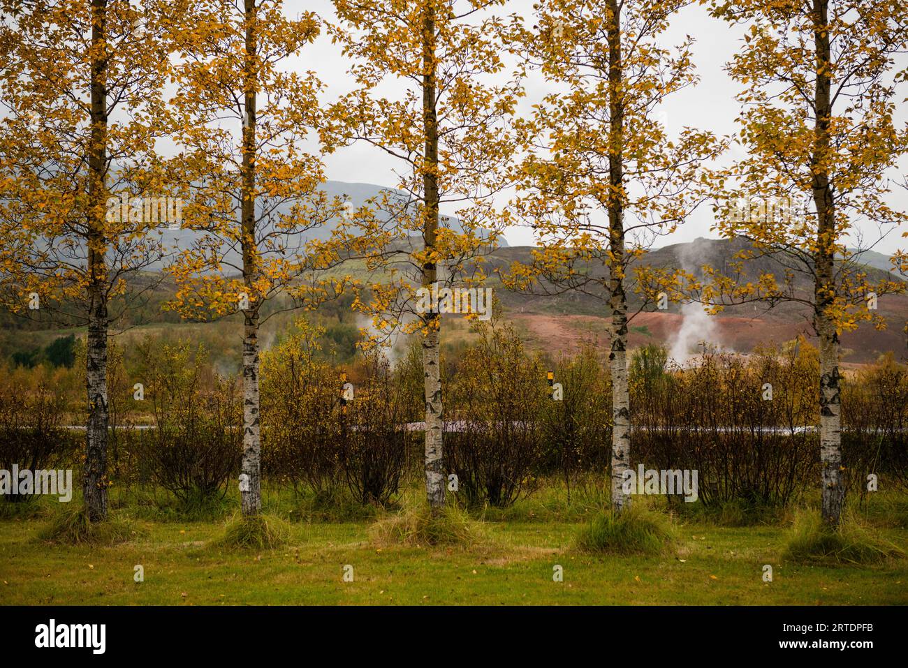 Iceland. Geothermal activity can be seen behind the row of Aspen trees ...