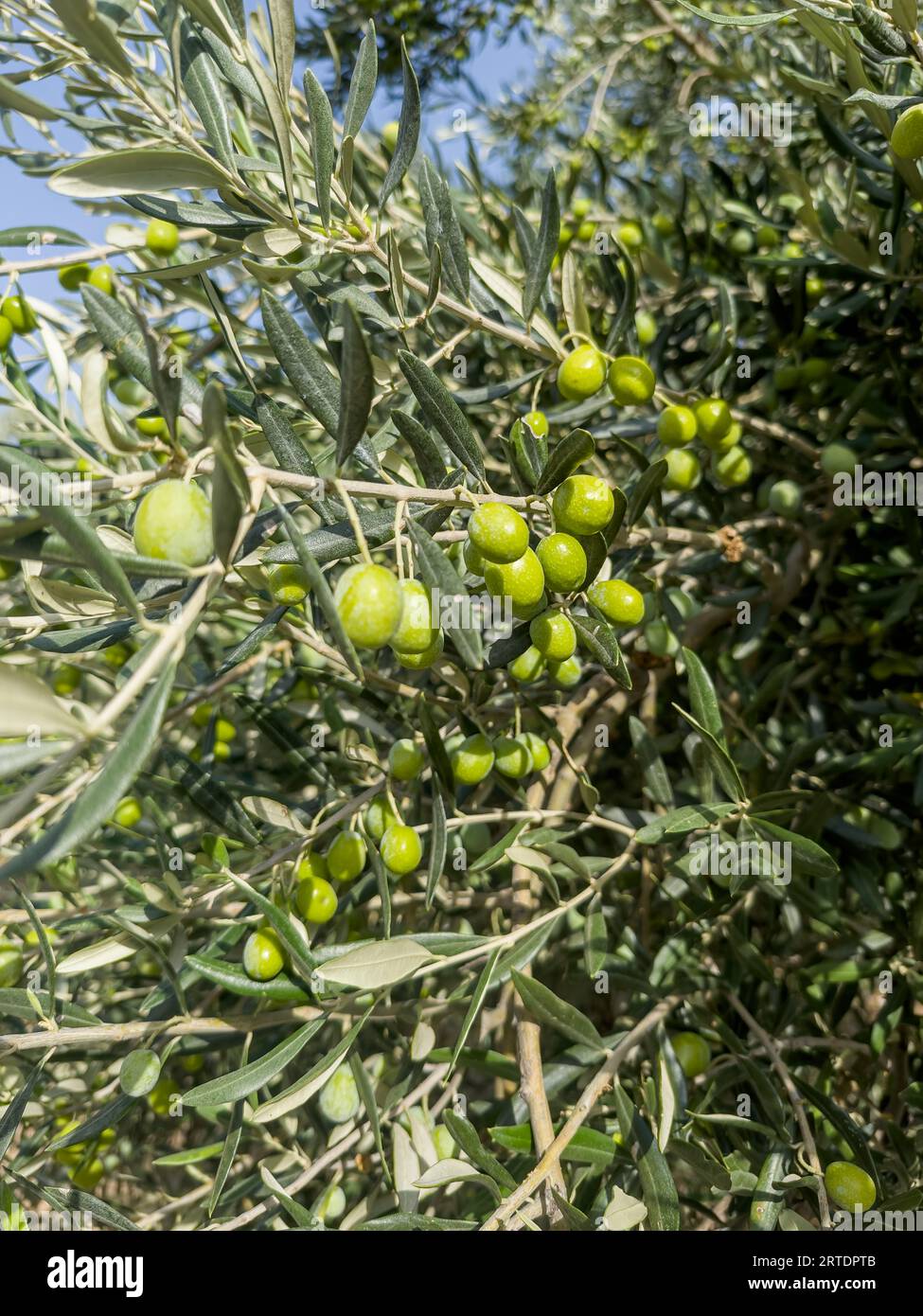 Olive tree to pick italy hi-res stock photography and images - Alamy