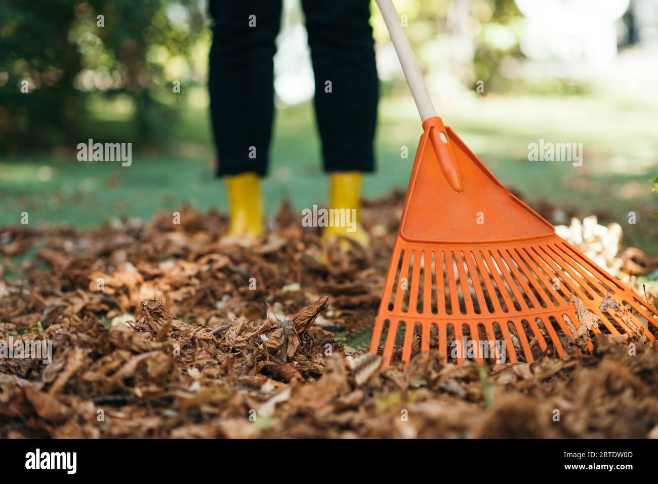 Raking fallen leaves from the lawn. Cleaning up fallen leaves in the ...