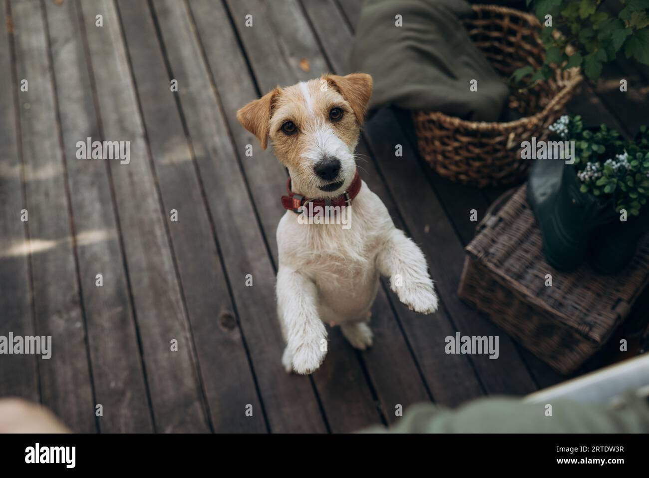 Cute dog standing on two legs and look at camera. Jack Russell Terrier ...