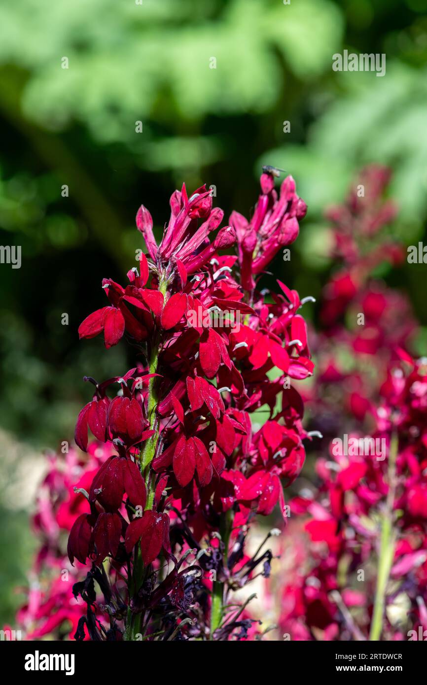 Close up of red cardinal flowers (lobelia cardinalis) in bloom Stock ...