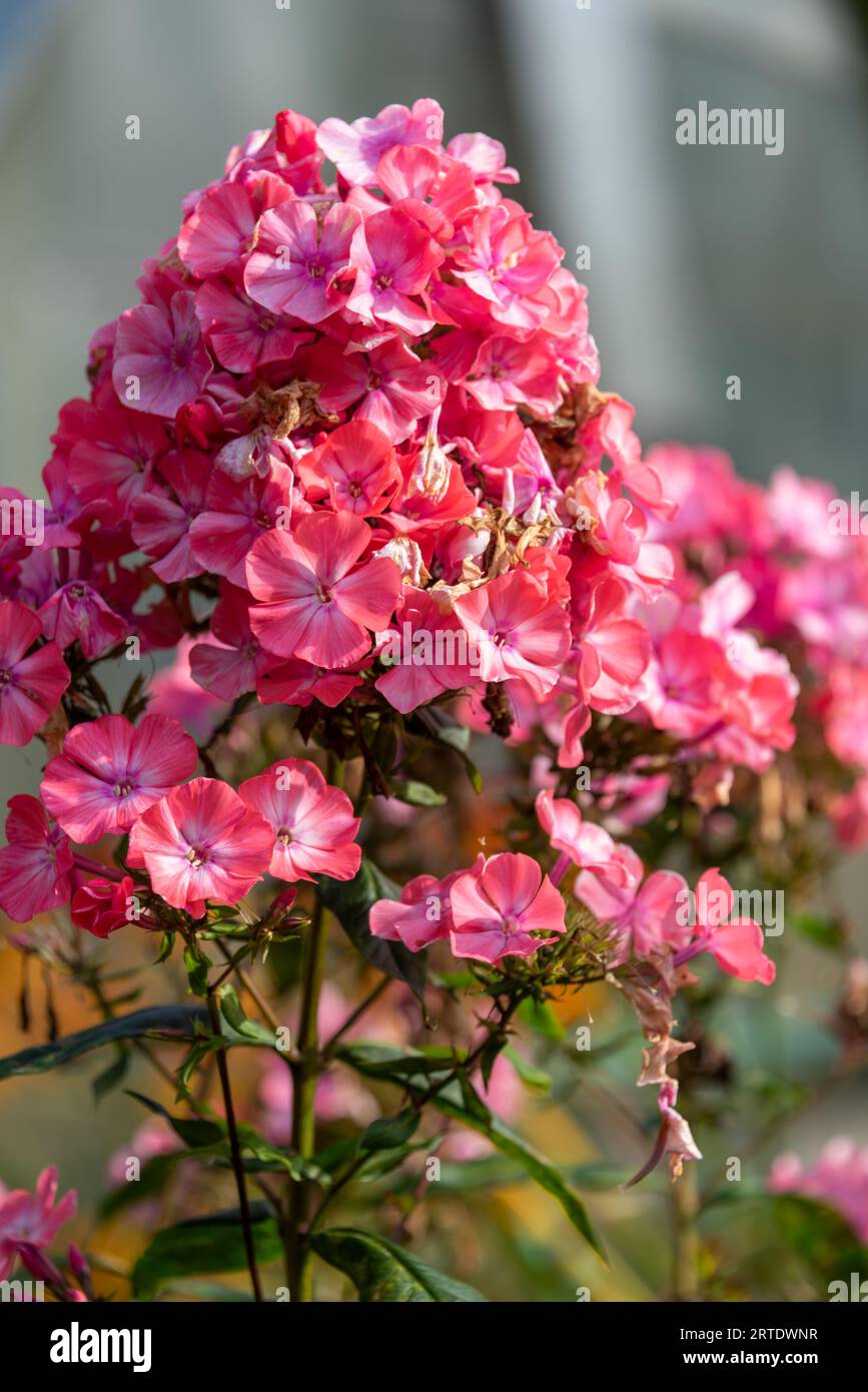 Pink phlox flowers blooming in the garden. Garden, cottage, rural Stock ...