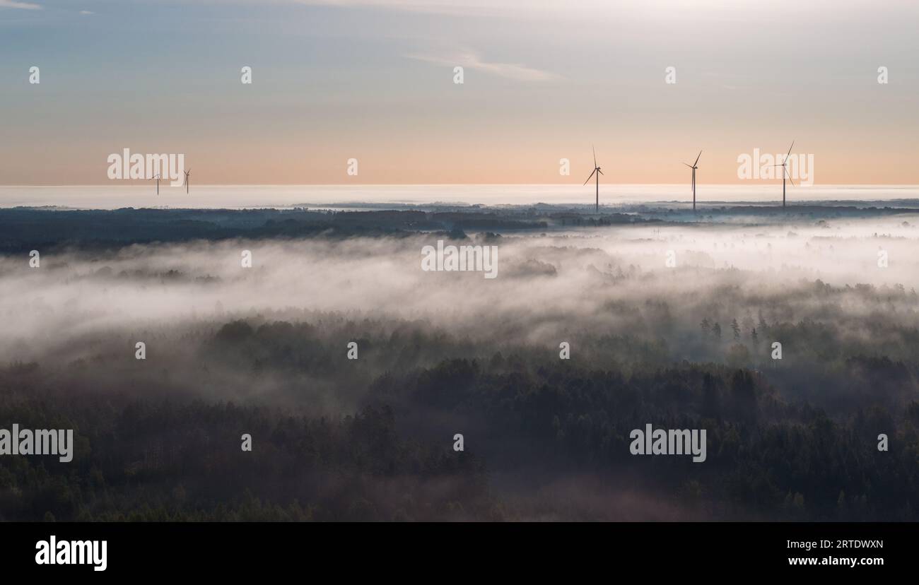 Aerial view of a serene misty morning landscape with a group of tall ...