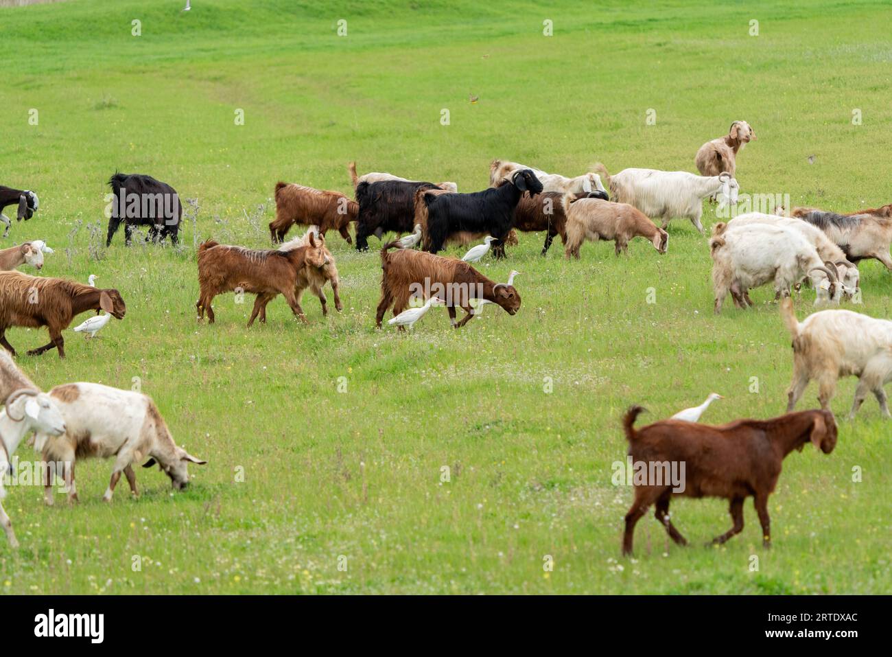 Cattle Egret and Goat feeding together in the pasture Stock Photo - Alamy