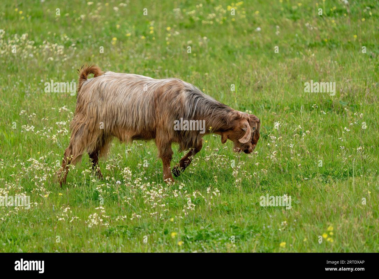 Goat grazing looking camera hi-res stock photography and images - Alamy