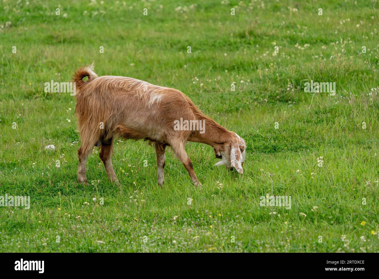 Goat grazing looking camera hi-res stock photography and images - Alamy