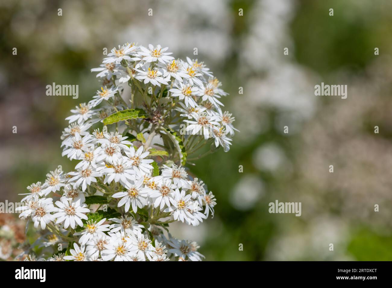 Snowy daisy shrub hi-res stock photography and images - Alamy