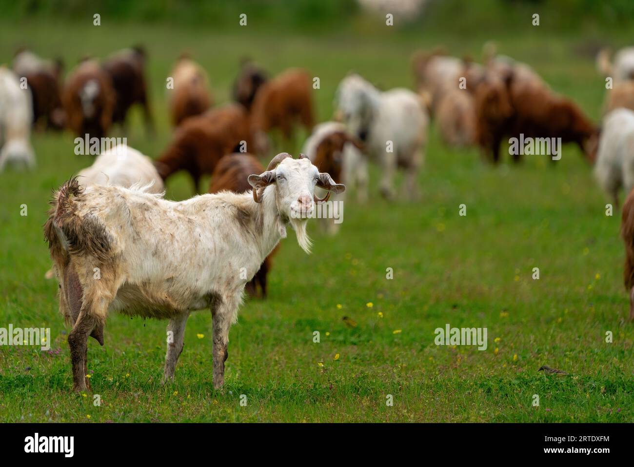 Goat grazing in grass hi-res stock photography and images - Alamy