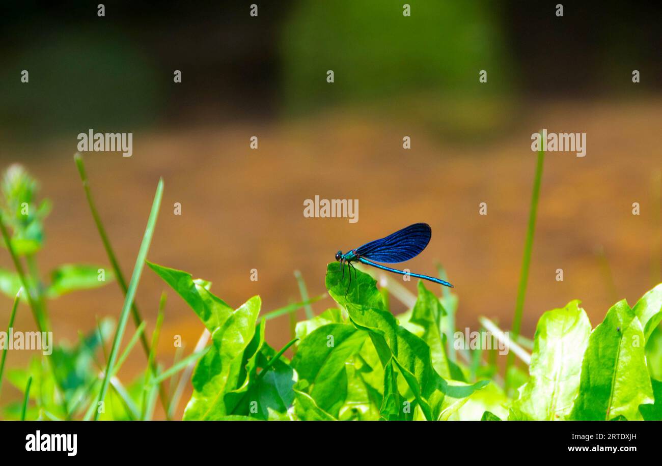 A stunning image capturing a blue damselfly gracefully perched upon a ...