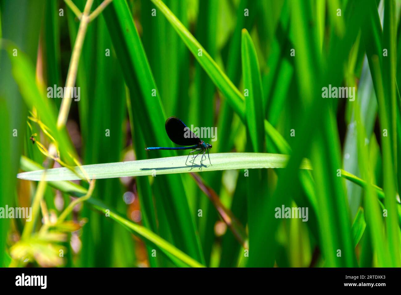 A stunning image capturing a blue damselfly gracefully perched upon a ...