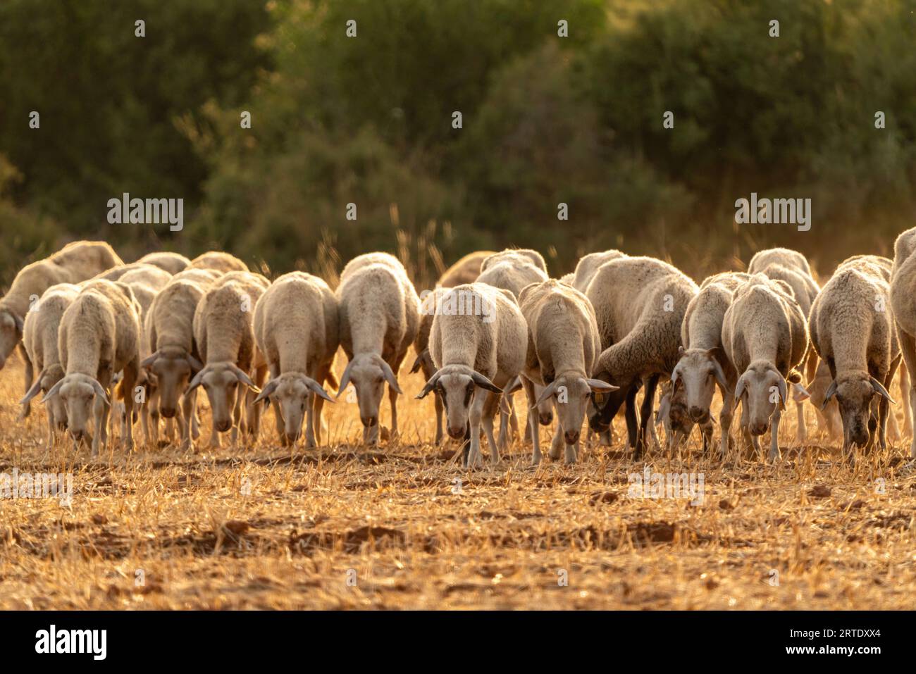 Sheep grazing in the field after harvest Stock Photo - Alamy