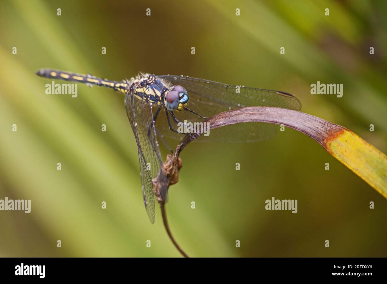 Denim Dropwing Trithemis donaldsoni 14039 Stock Photo - Alamy