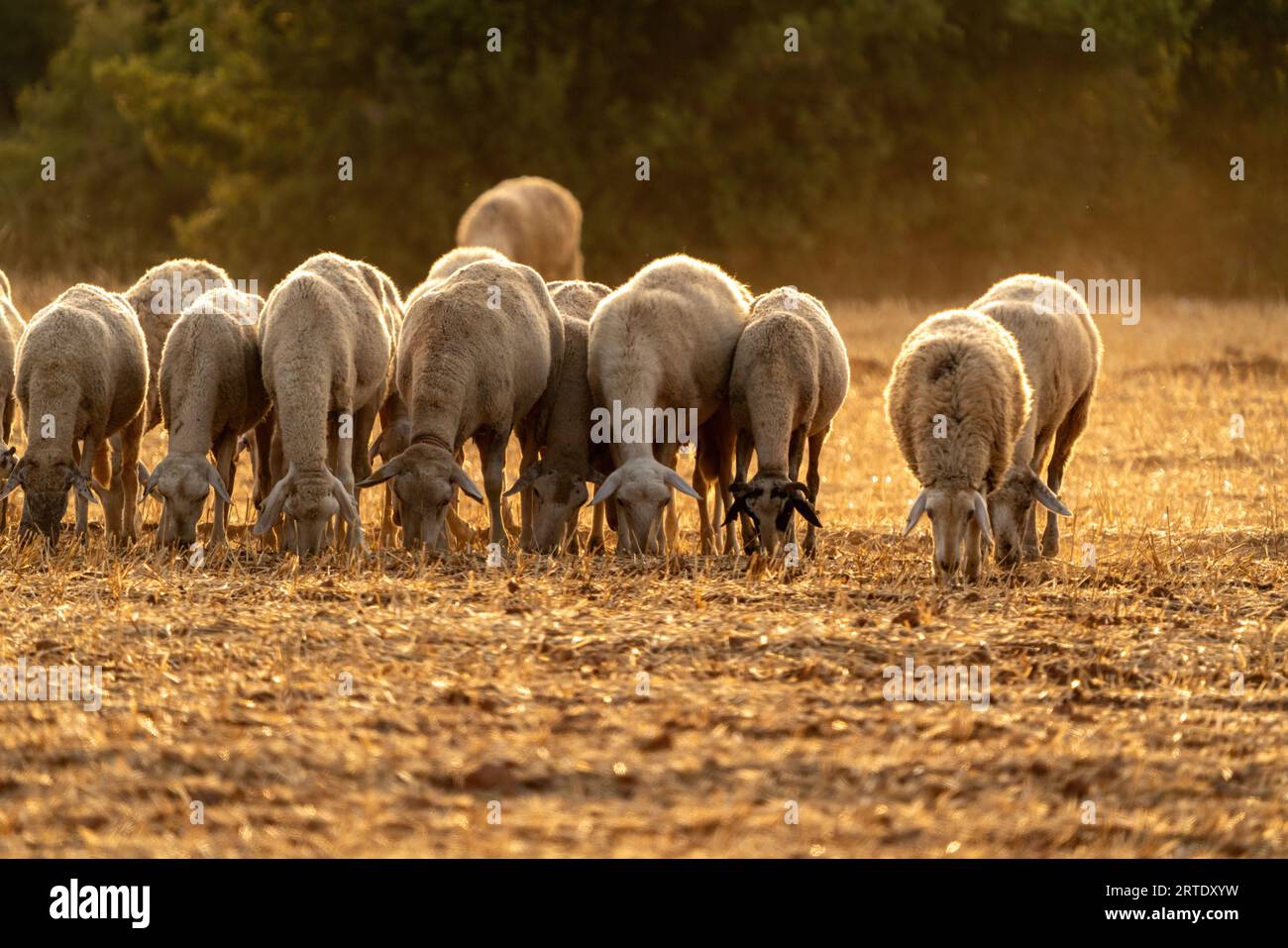 Sheep grazing in the field after harvest Stock Photo - Alamy