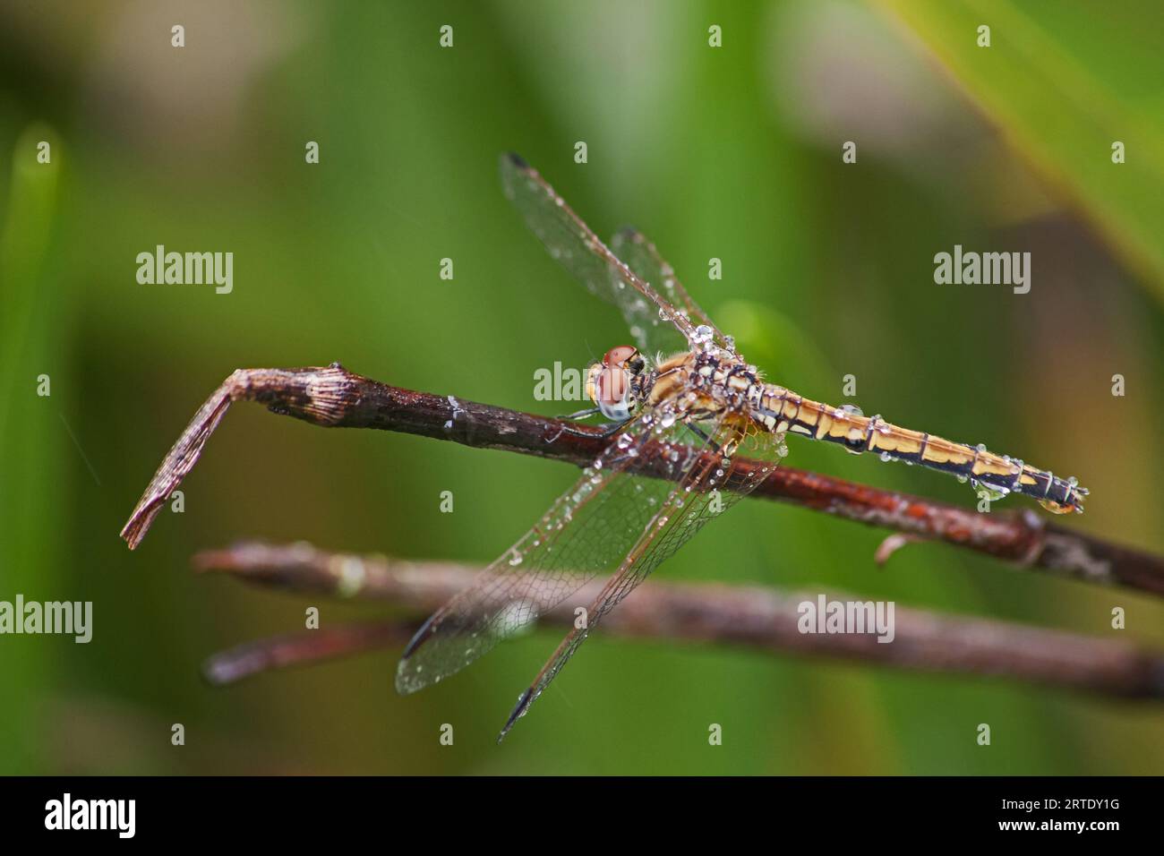Highland dropwing hi-res stock photography and images - Alamy
