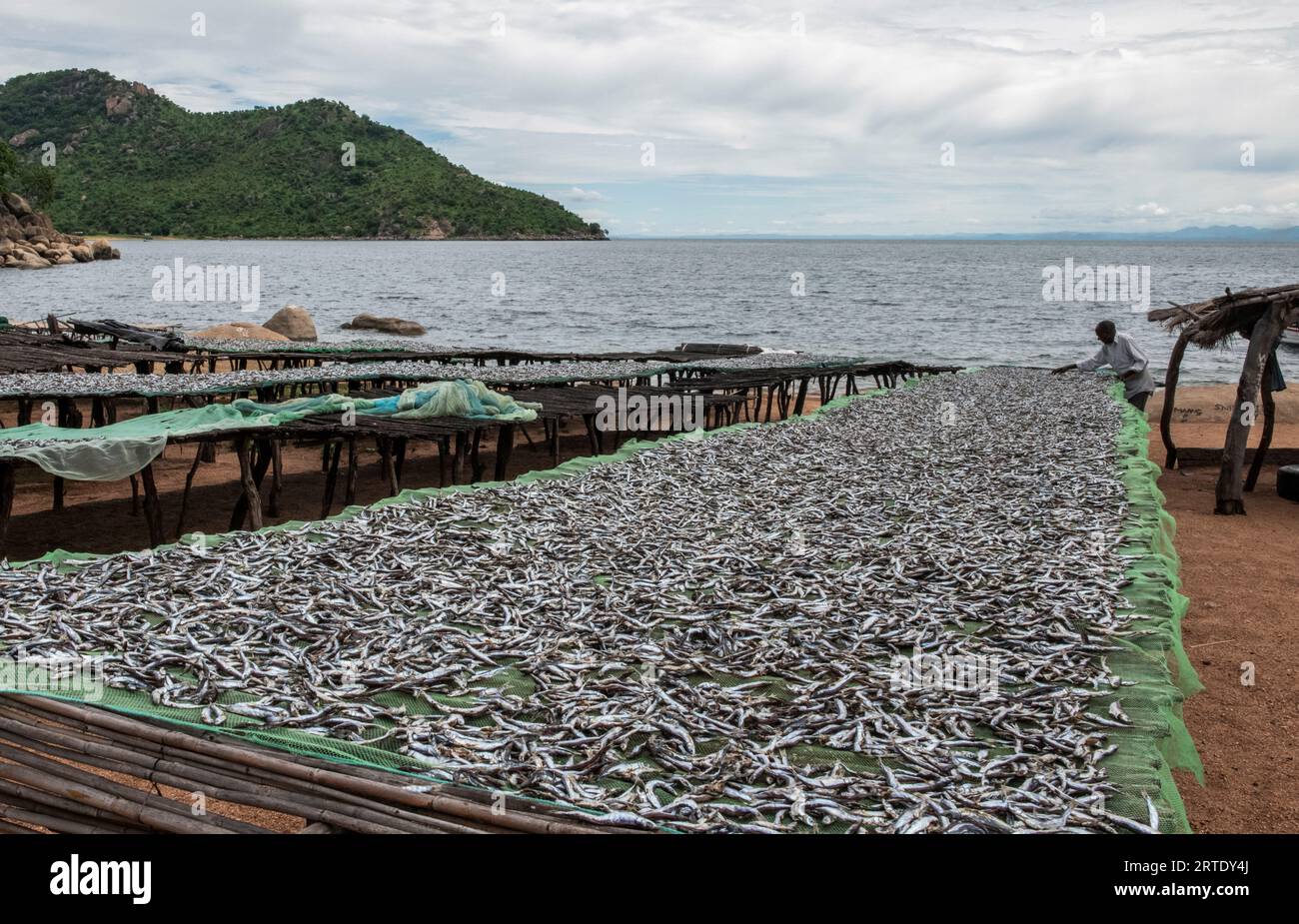 Monkey Bay, Malawi. Fish are laid out to dry in the Chidzale fishing ...