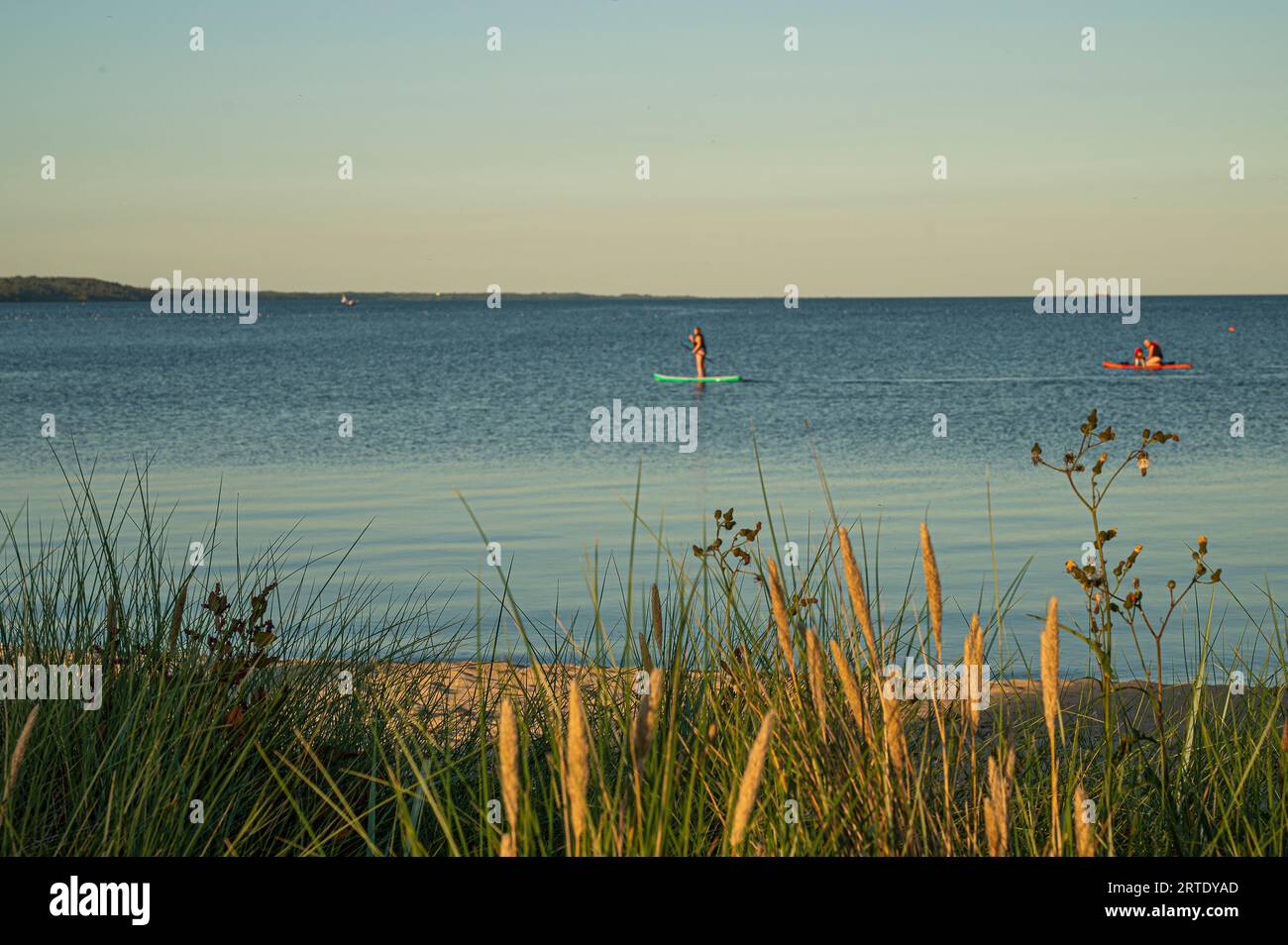 Rye grass hi-res stock photography and images - Alamy