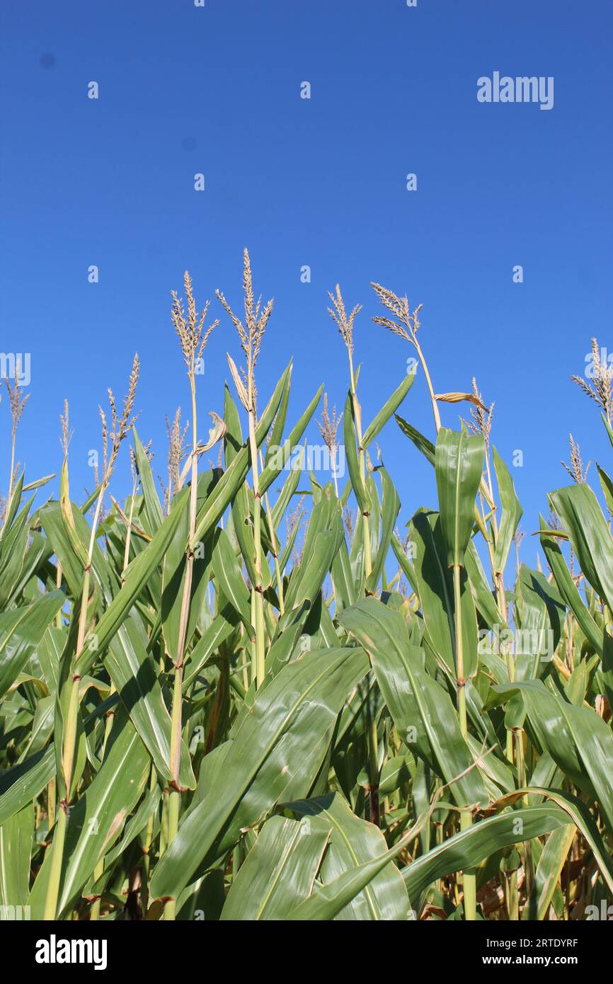 Corn tassels hi-res stock photography and images - Alamy