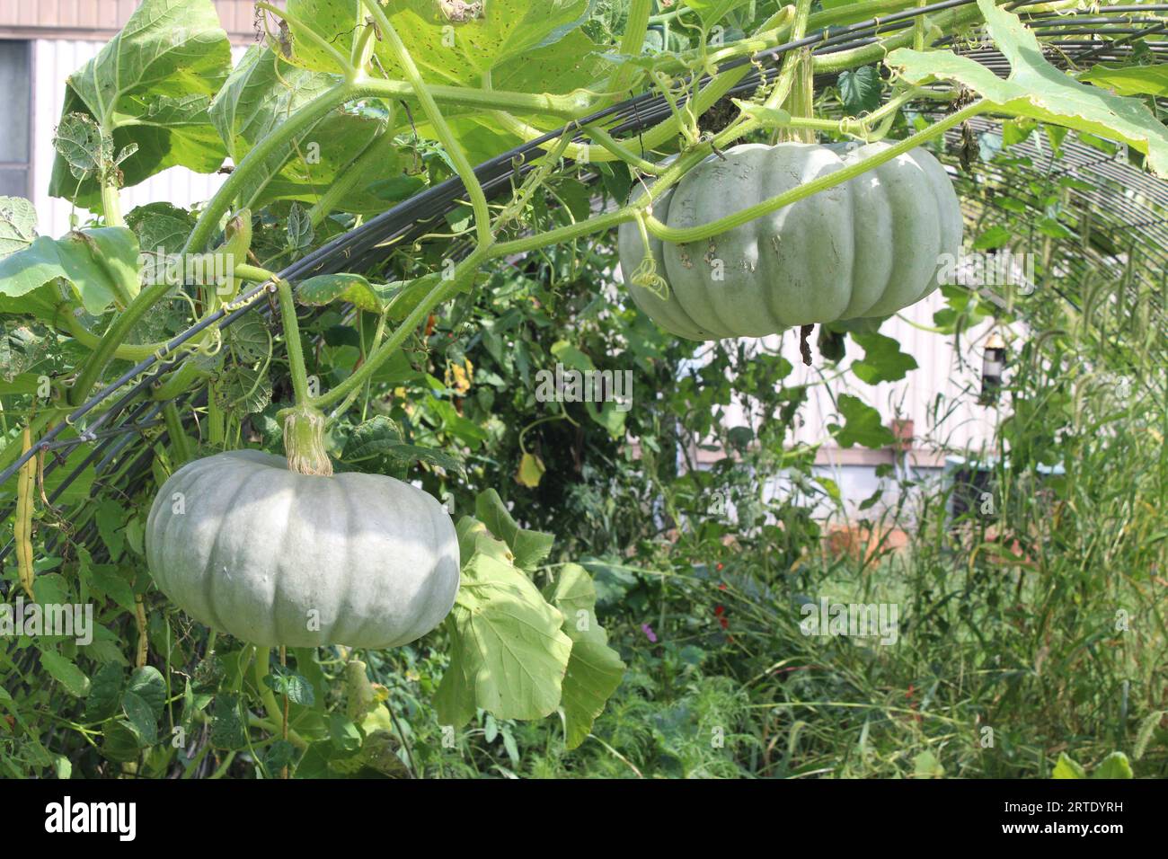 Two Blue Pumpkins hanging from a trellis Stock Photo - Alamy