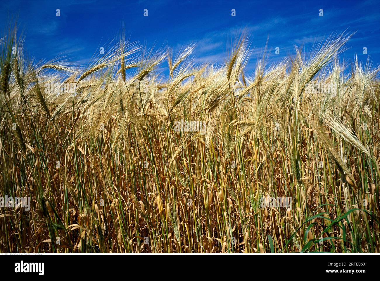 Curtis r lantinga hi-res stock photography and images - Alamy