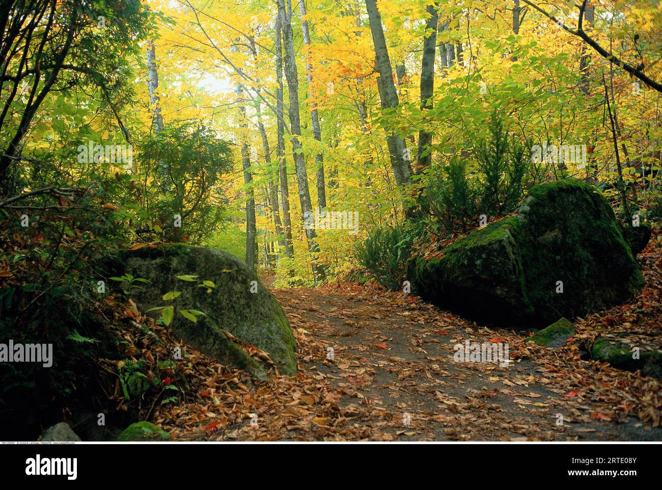 Path through Trees Quebec, Canada Stock Photo - Alamy